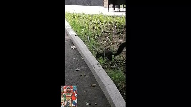 Приморская фауна_Дальневосточная белка