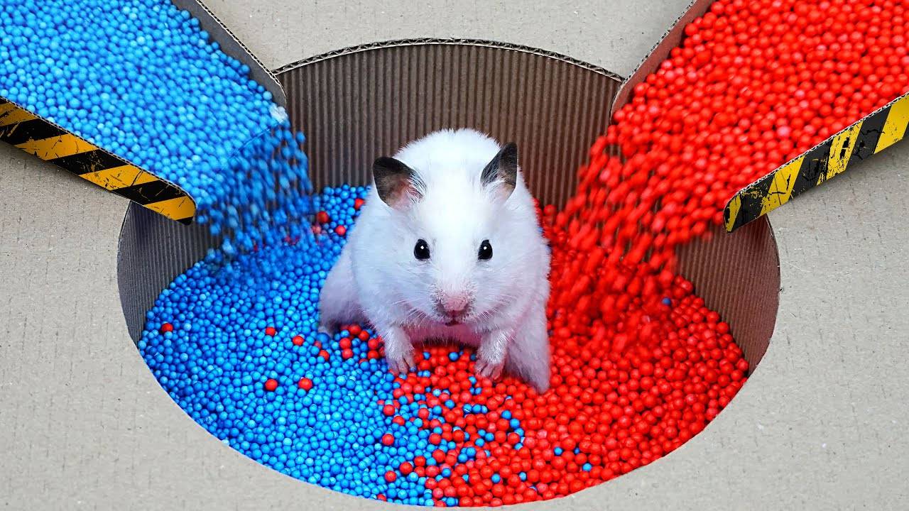 Умнейший Хомячок выпутывается из самых сложных испытаний! | Приключения Хомяка Хомы для детей