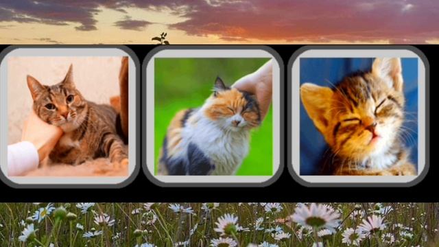 АСМР Мурчание и звуки Кошек #3 / Звуки для расслабления, сна и релаксации/ дыхание кошек и звук