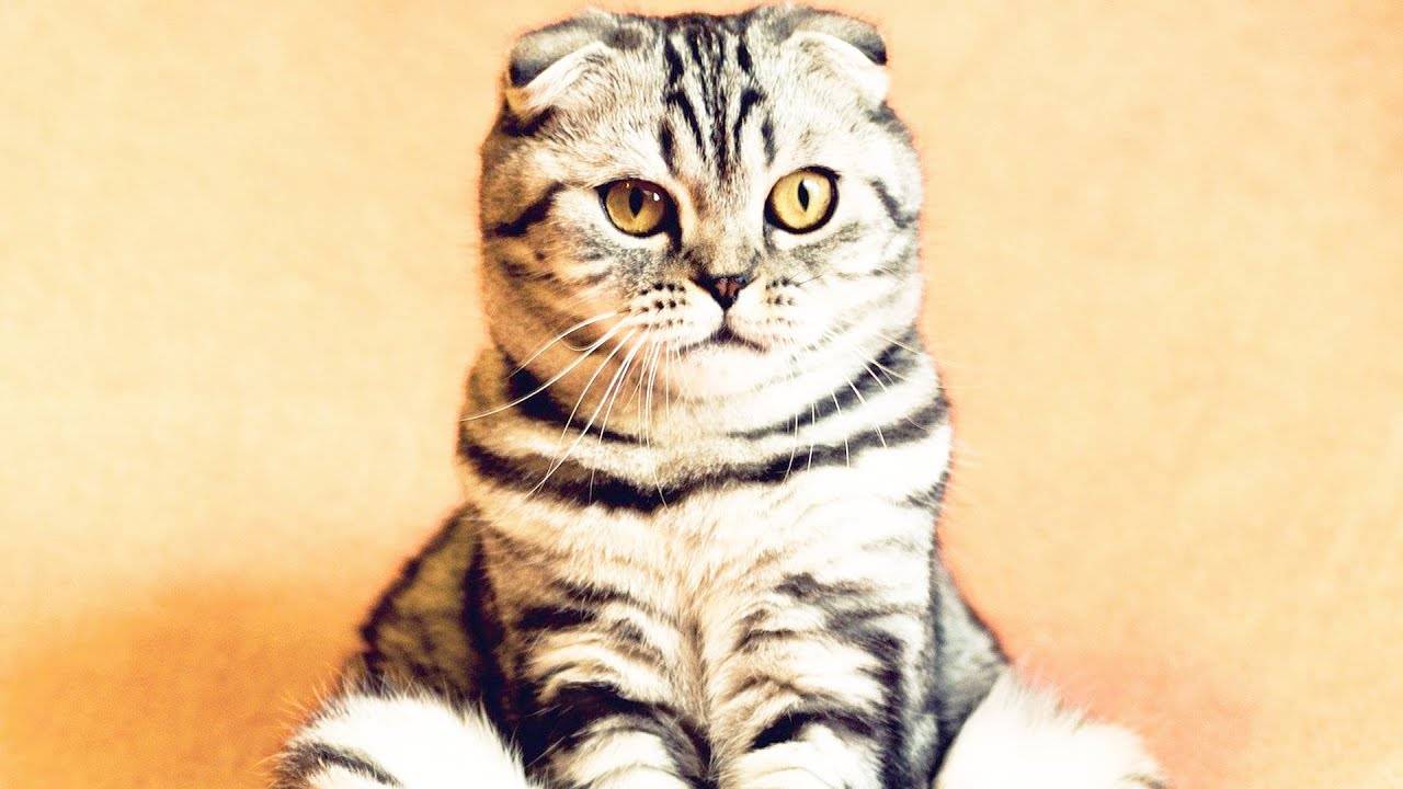 ИНТЕРЕСНЫЕ ФАКТЫ ПРО ЖИВОТНЫХ