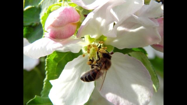 Цветы слайдшоу