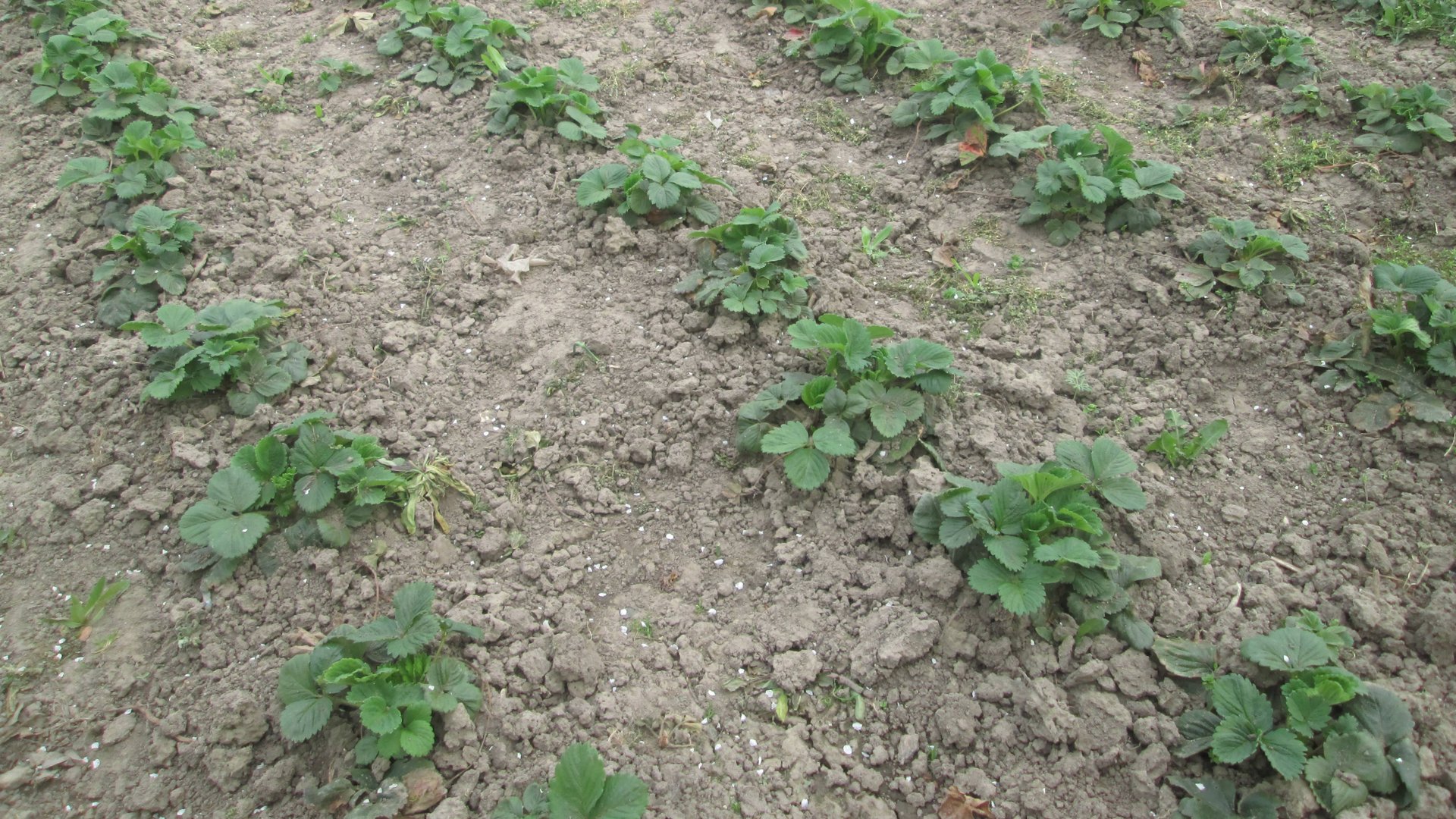 Клубника в апреле