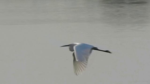 Цапля белая на озере