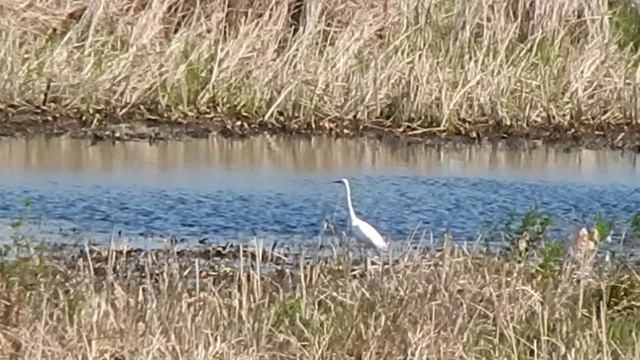 Цапля белая на реке