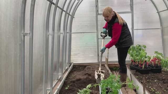 Дача | Сажаю томаты | 27.04.2025 Ленинградская область