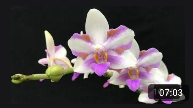 Реанимация фаленопсиса после падения. Часть 3