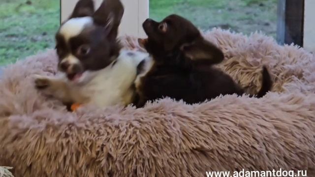 Мальчик чихуахуа бело-шоколадного окраса. 
#чихуахуа #щенкичихуахуа #питомникчихуахуа