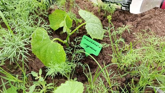 Как поживают мои огурцы в теплице, посаженные для раннего урожая