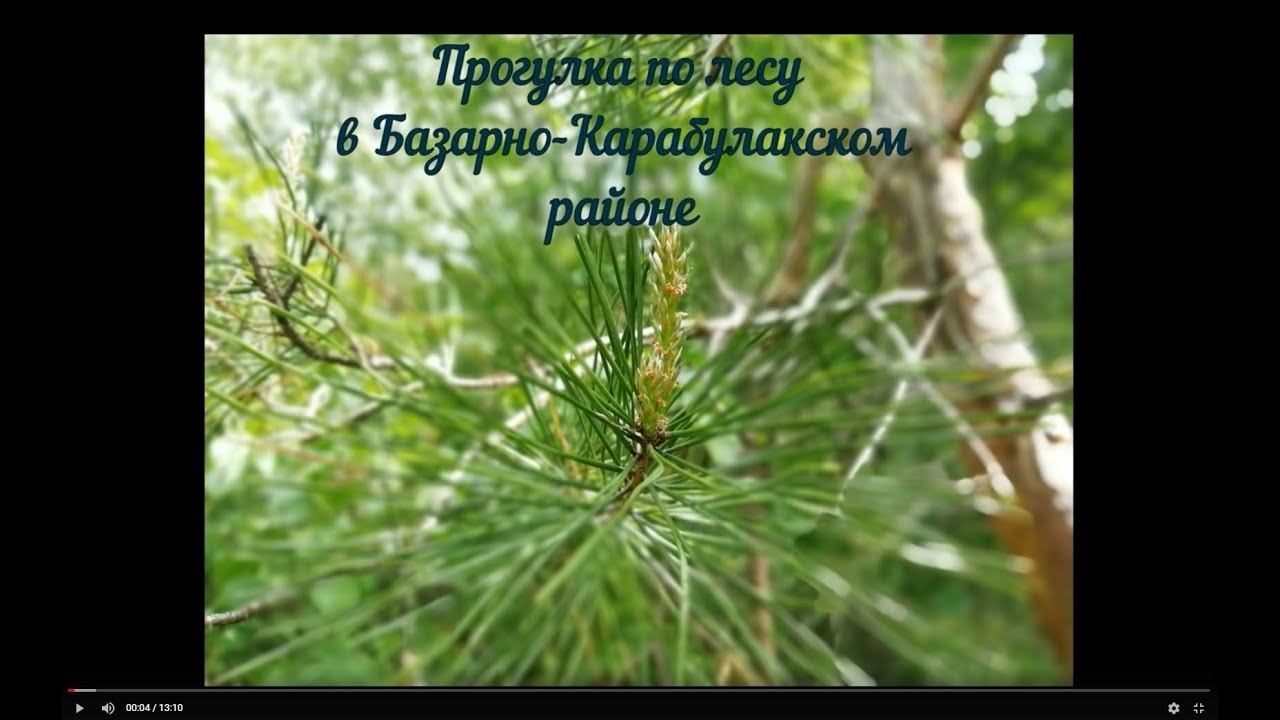 Прогулка по лесу. Базарно-Карабулакский район, с. Лесная Нёловка