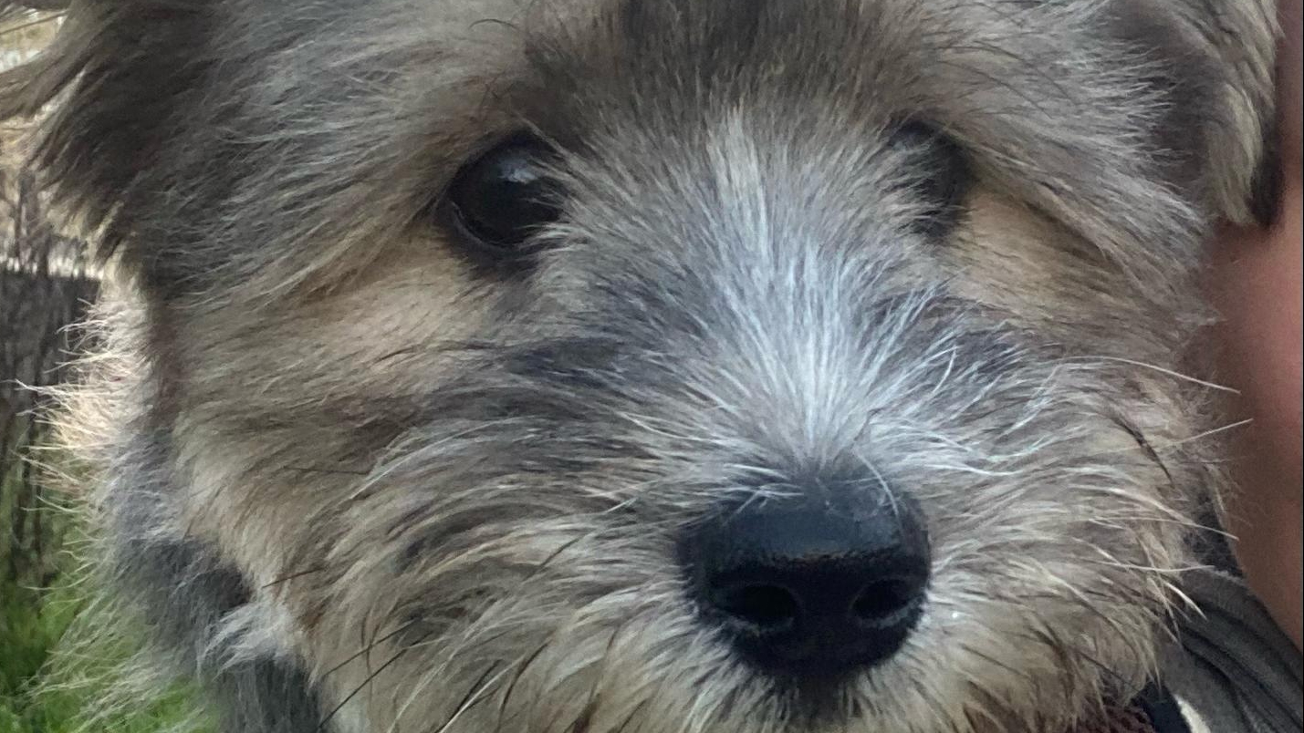 28-04-2025 Майя певица