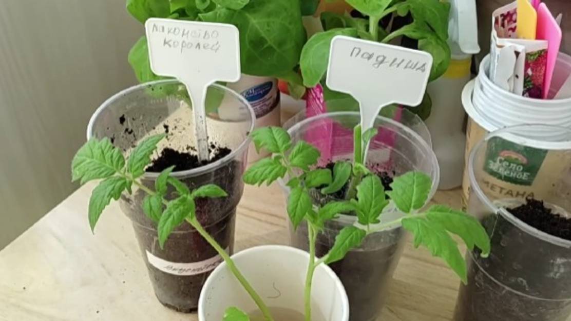 Если куст томата сломался, сделайте из него два