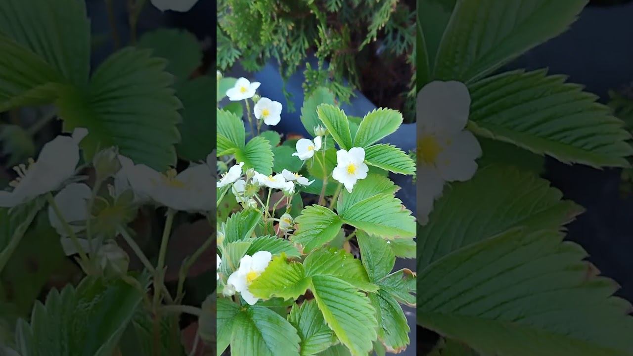 цветёт, а ягоды не даёт! #болгария #жизньвболгарии #саднакрыше #сад