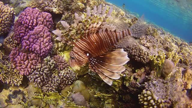 Красивые рыбы Красного моря - Крылатка (Pterois volitans).