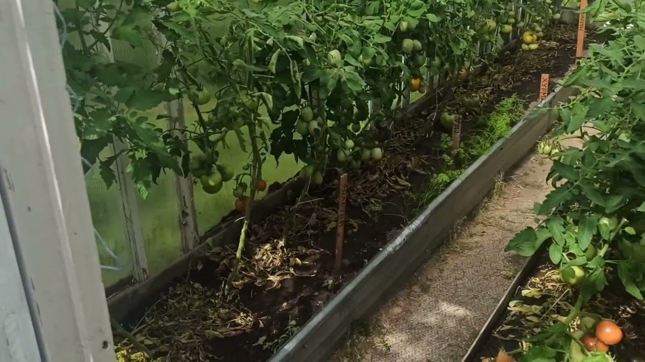 ОБЯЗАТЕЛЬНО закрывать теплицу с томатами в августе .
