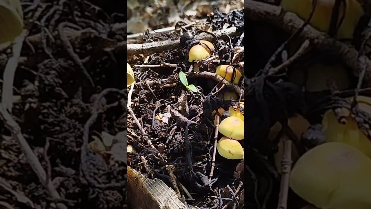 ЯДОВИТЫЙ ложноопенок серно-желтый #болгария #nature #природа #лес #грибы #fungi #жизньвболгарии