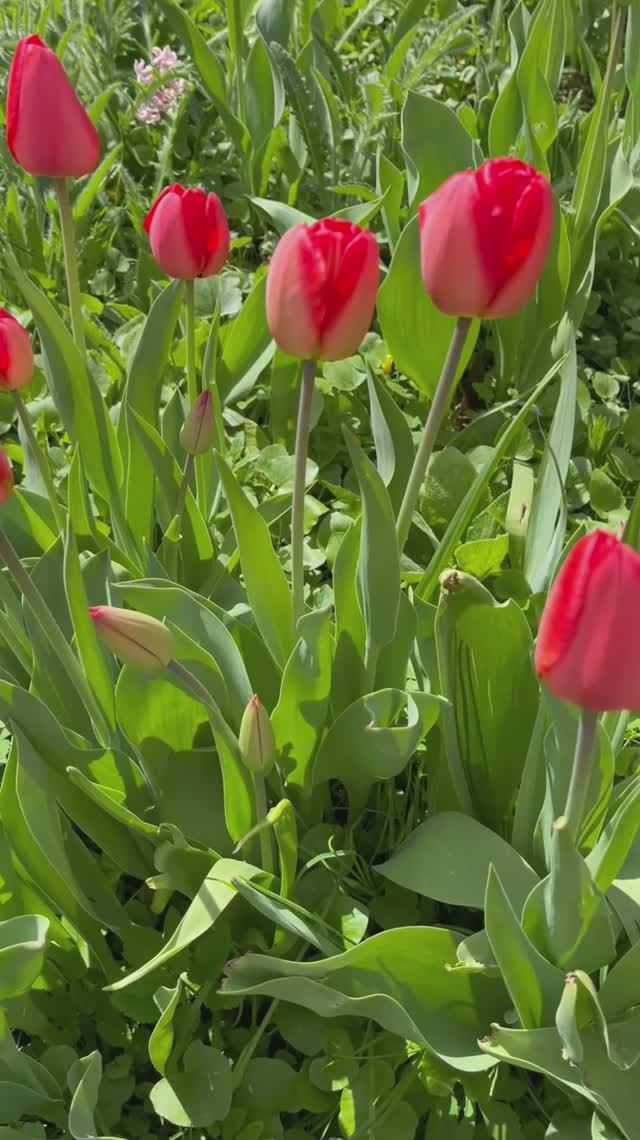 Вот и дождались поляну тюльпанов