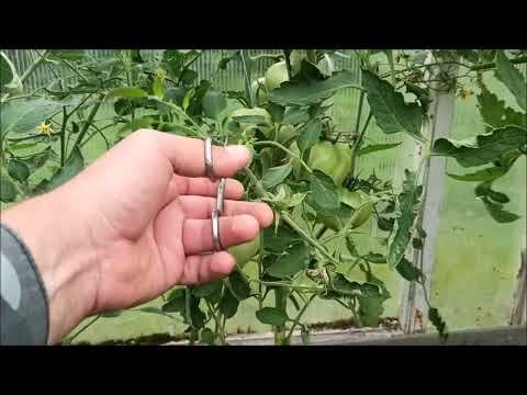 Как НЕЛЬЗЯ обрезать листья у томатов.