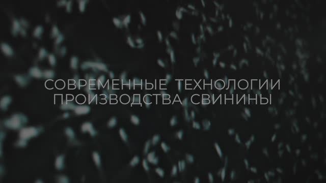 Современные технологии производства свинины