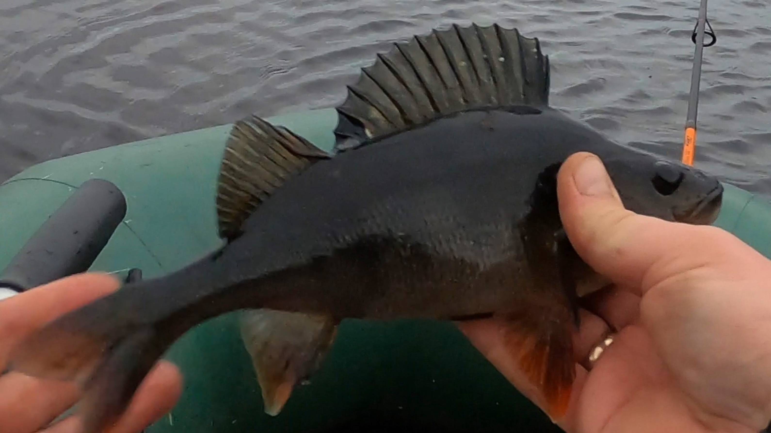 Рыбалка в Карелии в октябре. Страшные чёрные окуни.