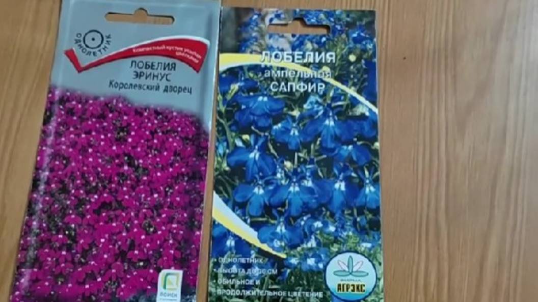 Пришла пора посеять семена Лобелии