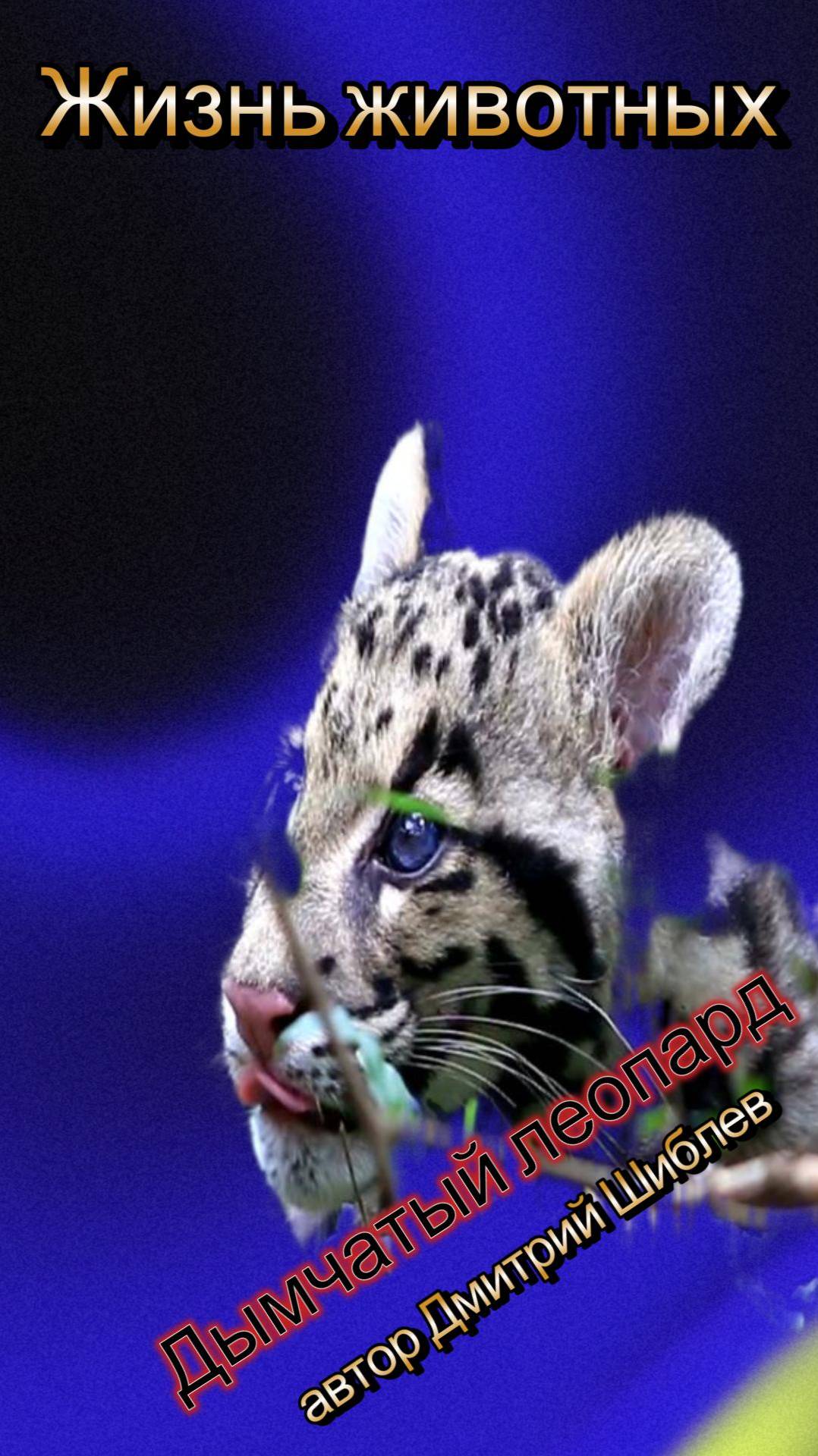 Дымчатый леопард (Жизнь животных)