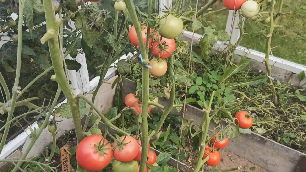 Без фитофторы до морозов.