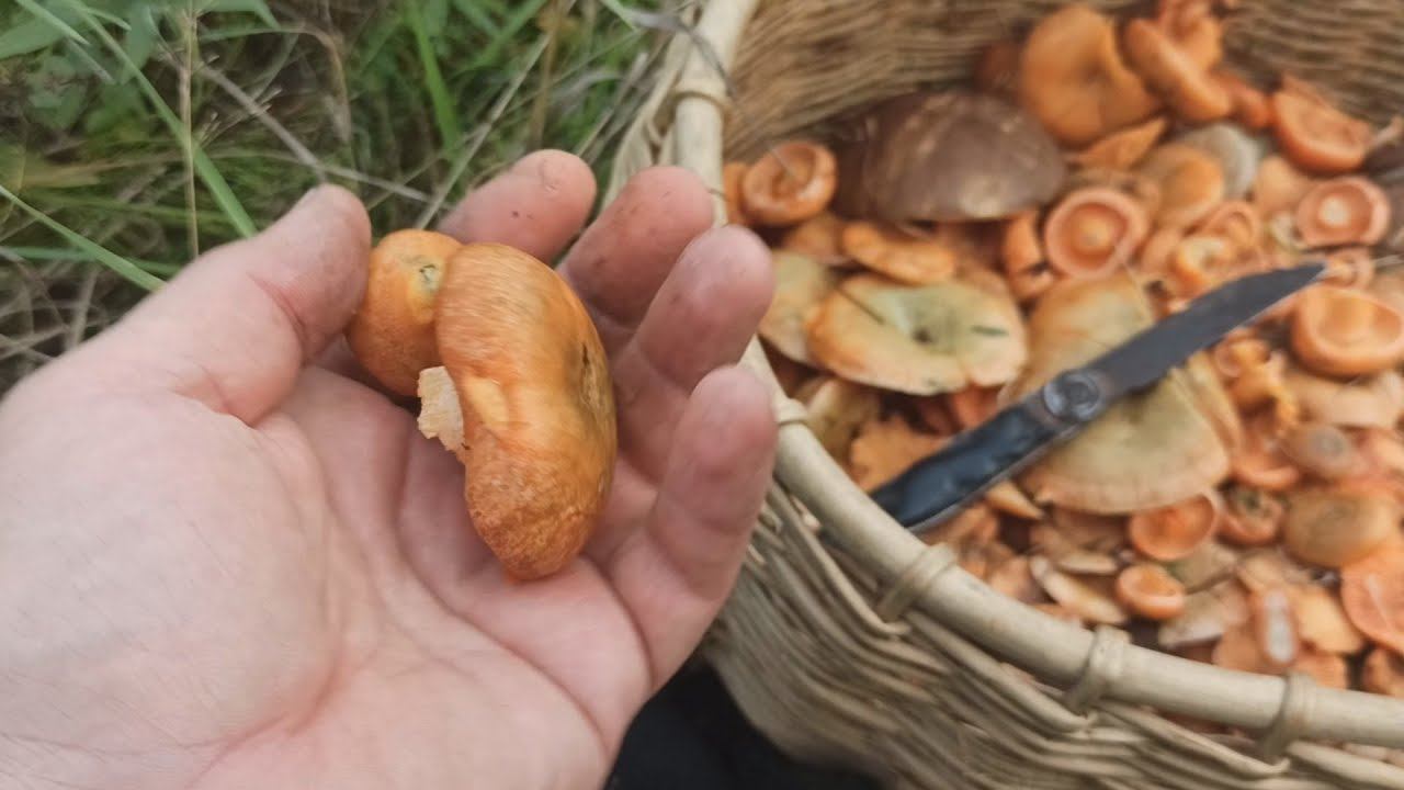 Грибы РЫЖИКИ, вкуснейший рецепт засолки.