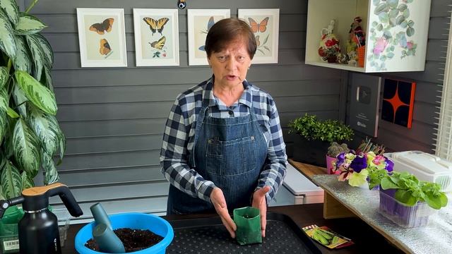 Кабачки через рассаду (для новичков)