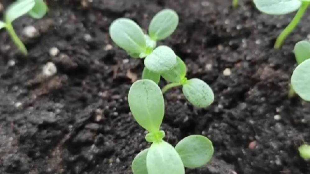 Циния, Космея и Агератум растут как на дрожжах