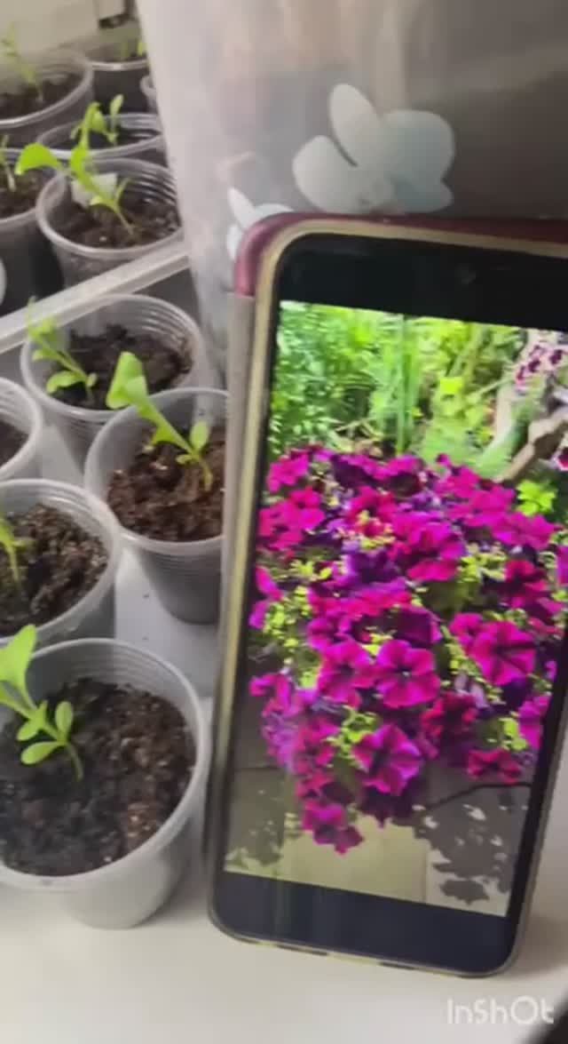 Саженцы. Петуния вегетативная Космик Пинк (Go! Tunia Cosmic Pink). Меристемные саженцы.