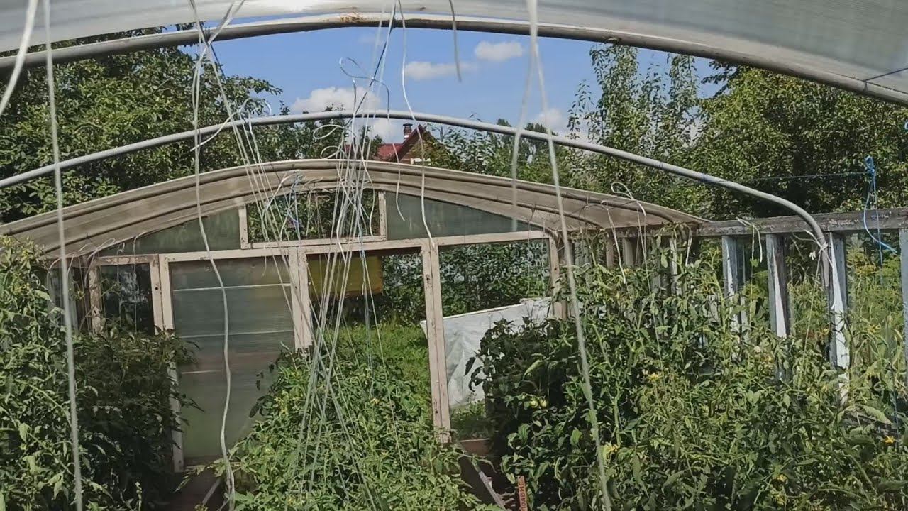 Как снизить температуру в теплице в ЖАРУ. Спасаем урожай помидоров в теплице.