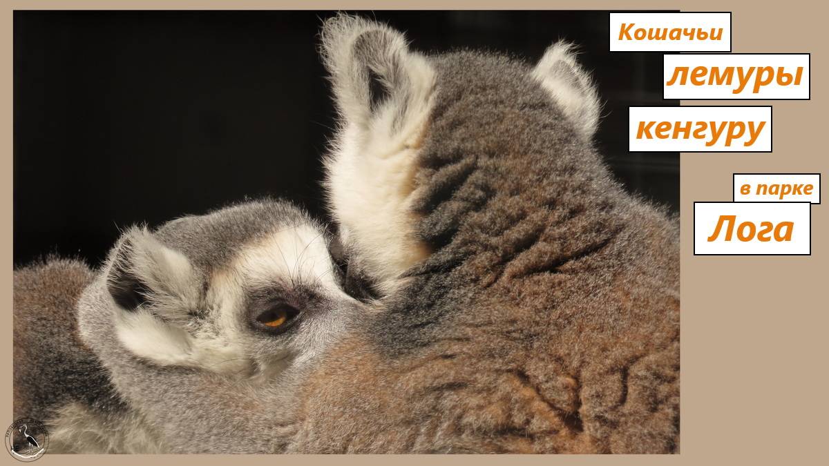 Кошачьи лемуры и кенгуру в парке Лога. 24.04.25