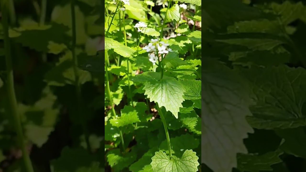 заросли чесночницы #болгария #nature #жизньвболгарии