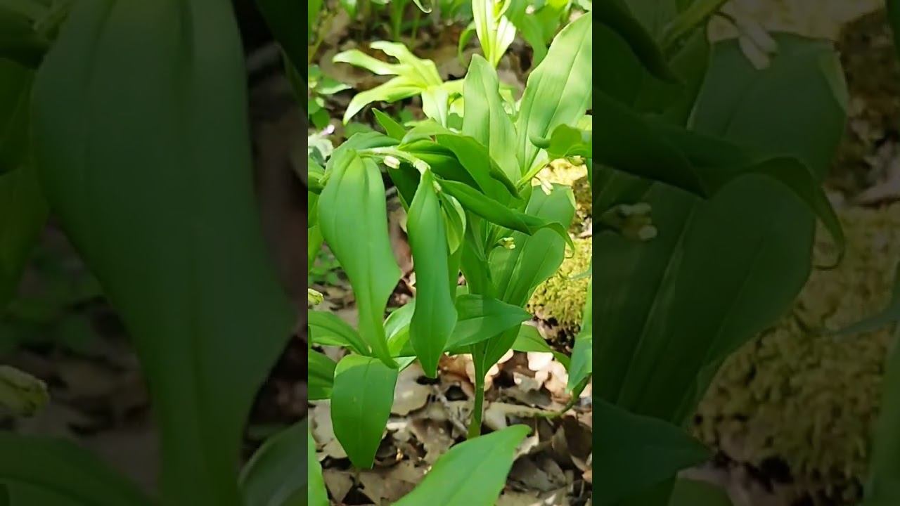 купена аптечная #болгария #nature #жизньвболгарии