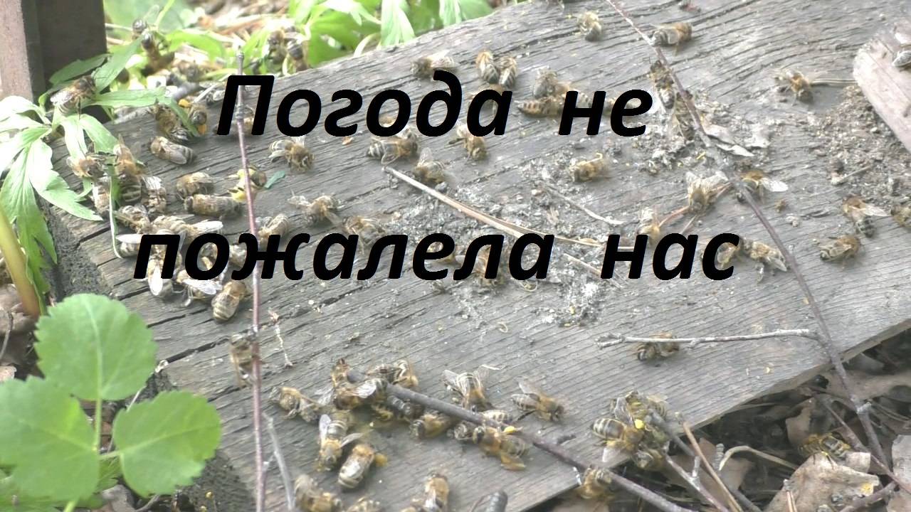 Как погода губит пчел