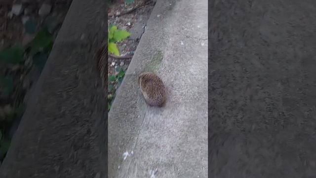 Неожиданный гость 🦔ёжик во дворе