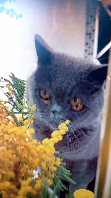 Красавец - Британец