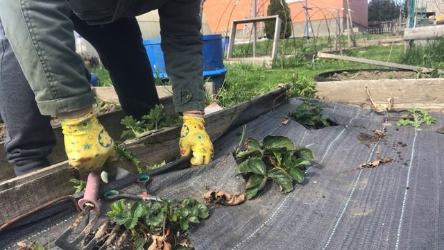 Как обработать клубнику весной после зимы и чем подкормить