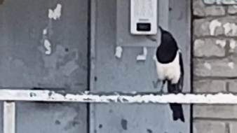 Сорока ворона