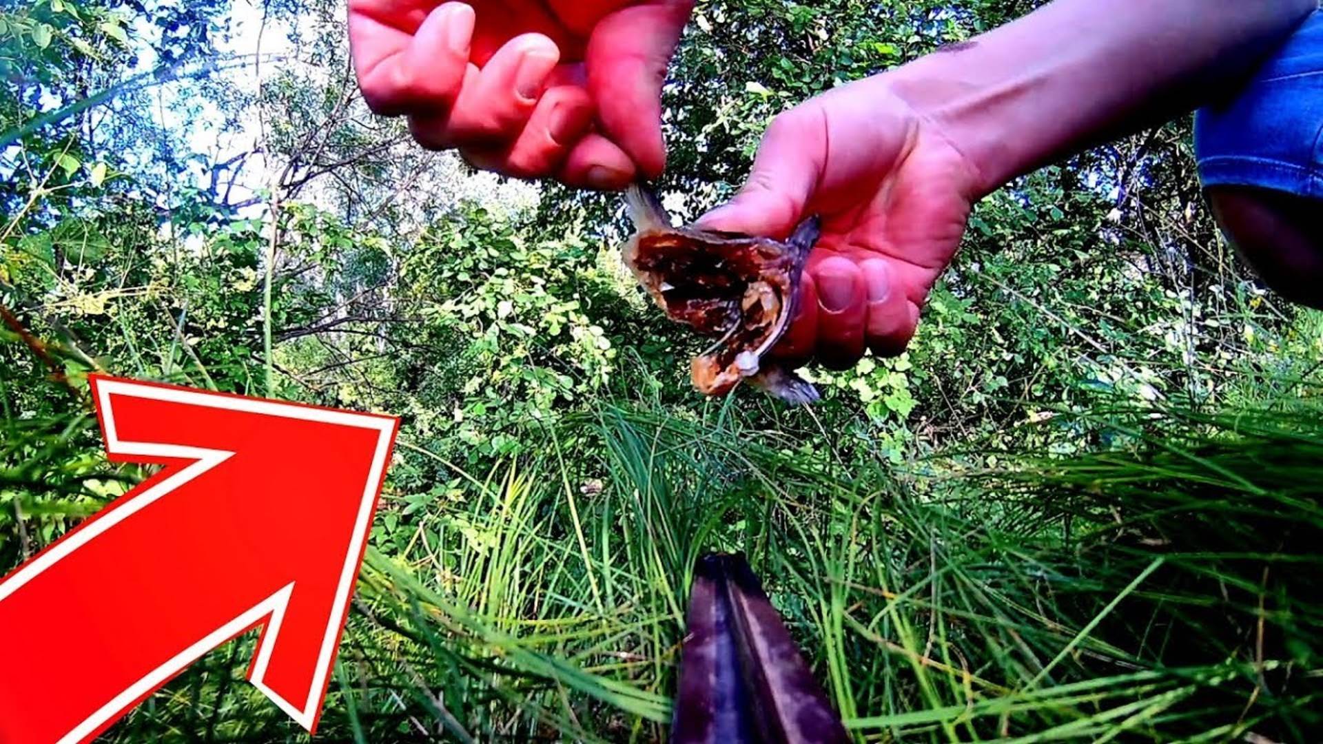 Реакция раков на вяленую рыбу! Подводная съемка