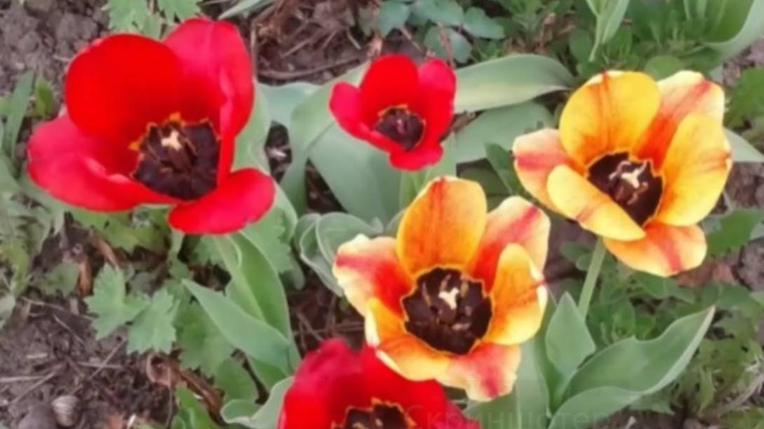 С Праздником Весны, с днем 8 Марта!