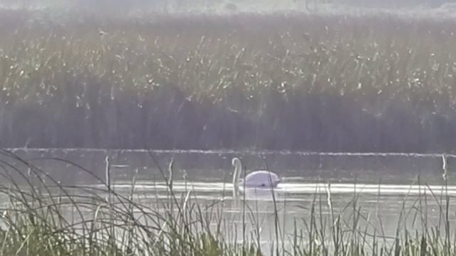 Дикий лебедь на рассвете