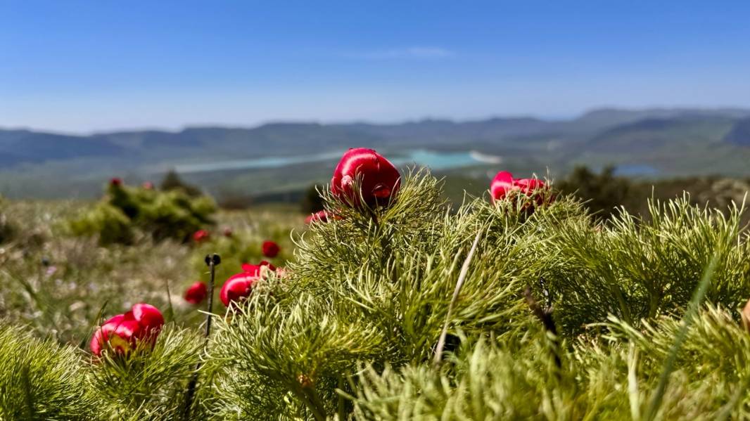 БАЙДАРСКАЯ  ДОЛИНА. ДИКИЕ ПИОНЫ НА ГОРЕ БЕЧКУ-КАЯ. Крым 2025.