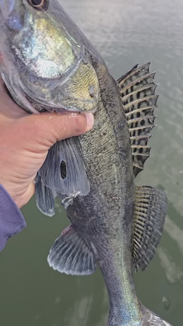 Мощная поклёвка судака 💪💪💪