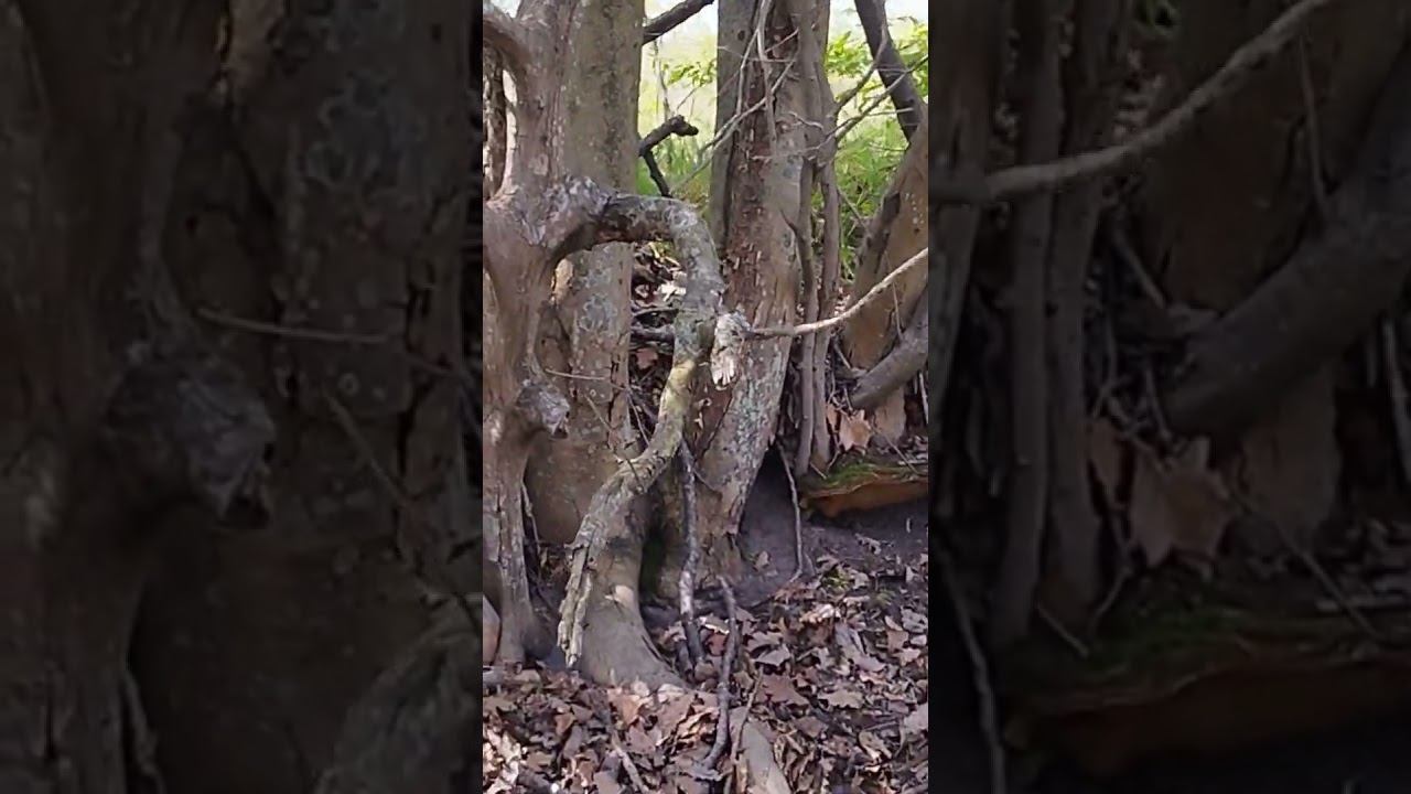 осенью густо, а весной - пусто! #болгария #nature #жизньвболгарии