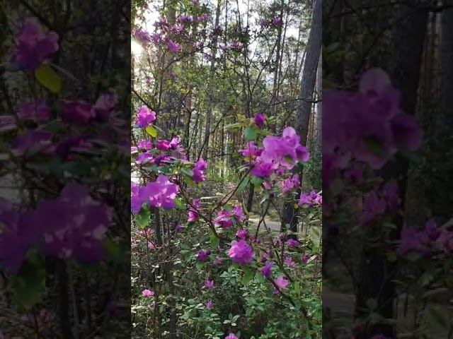 маральник цветёт! #алтай