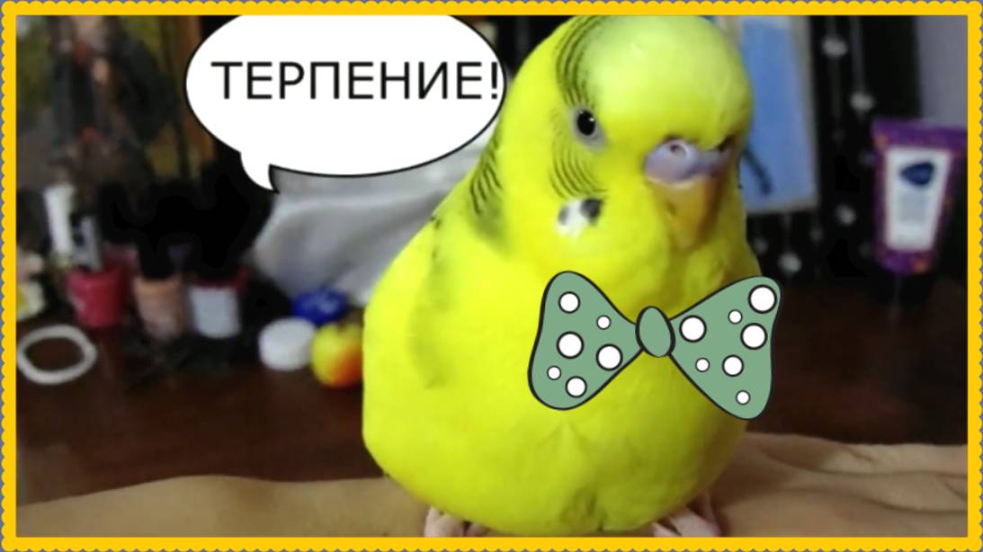 Как научить попугая купаться? Как искупать волнистого попугая? Приветы от попугая Чики ❤