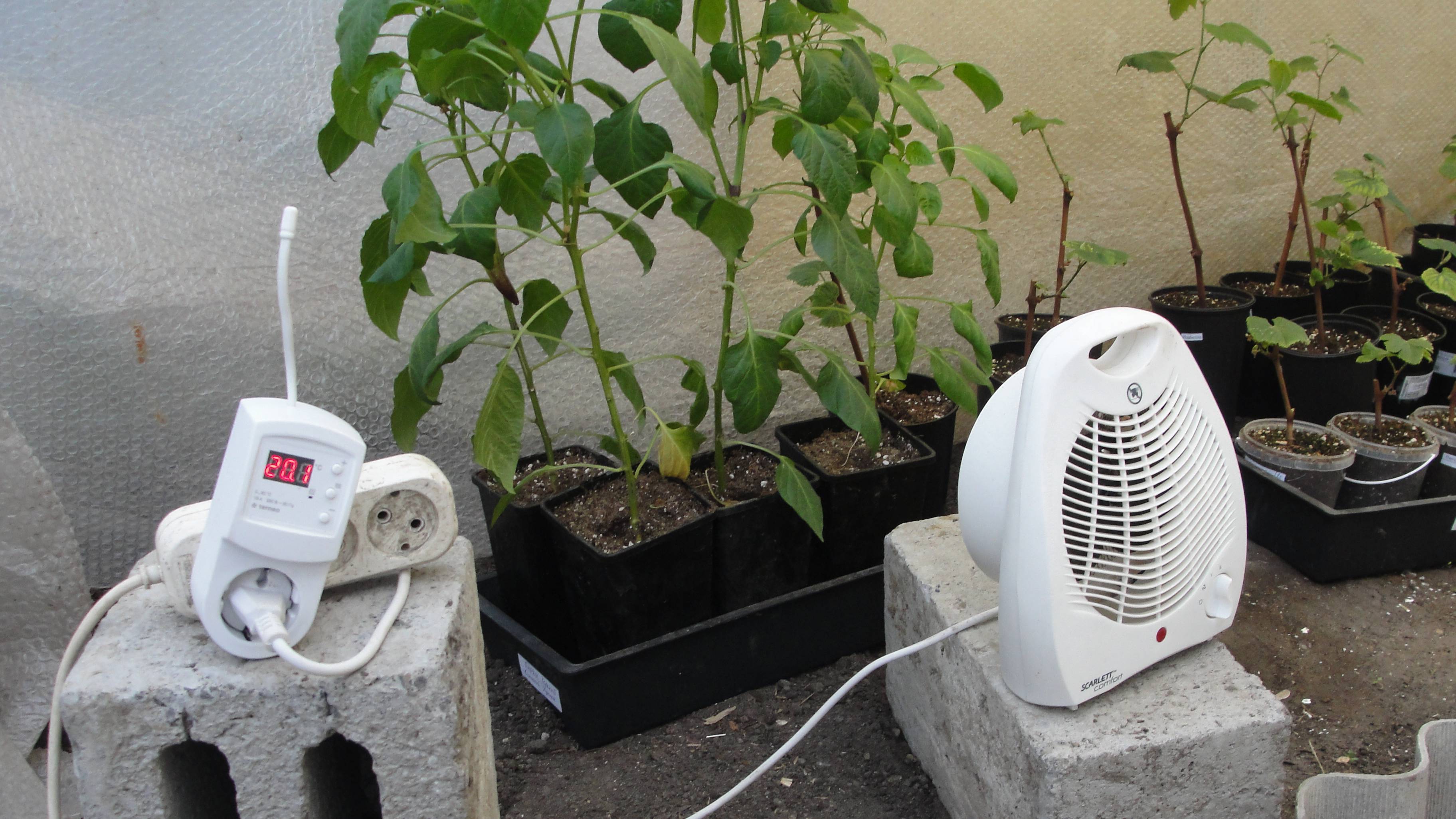 Спасаем саженцы и рассаду от заморозков