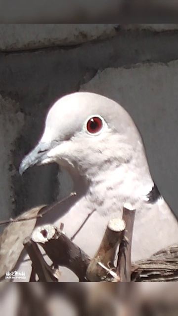 Горлица гнездо наблюдение за птицами