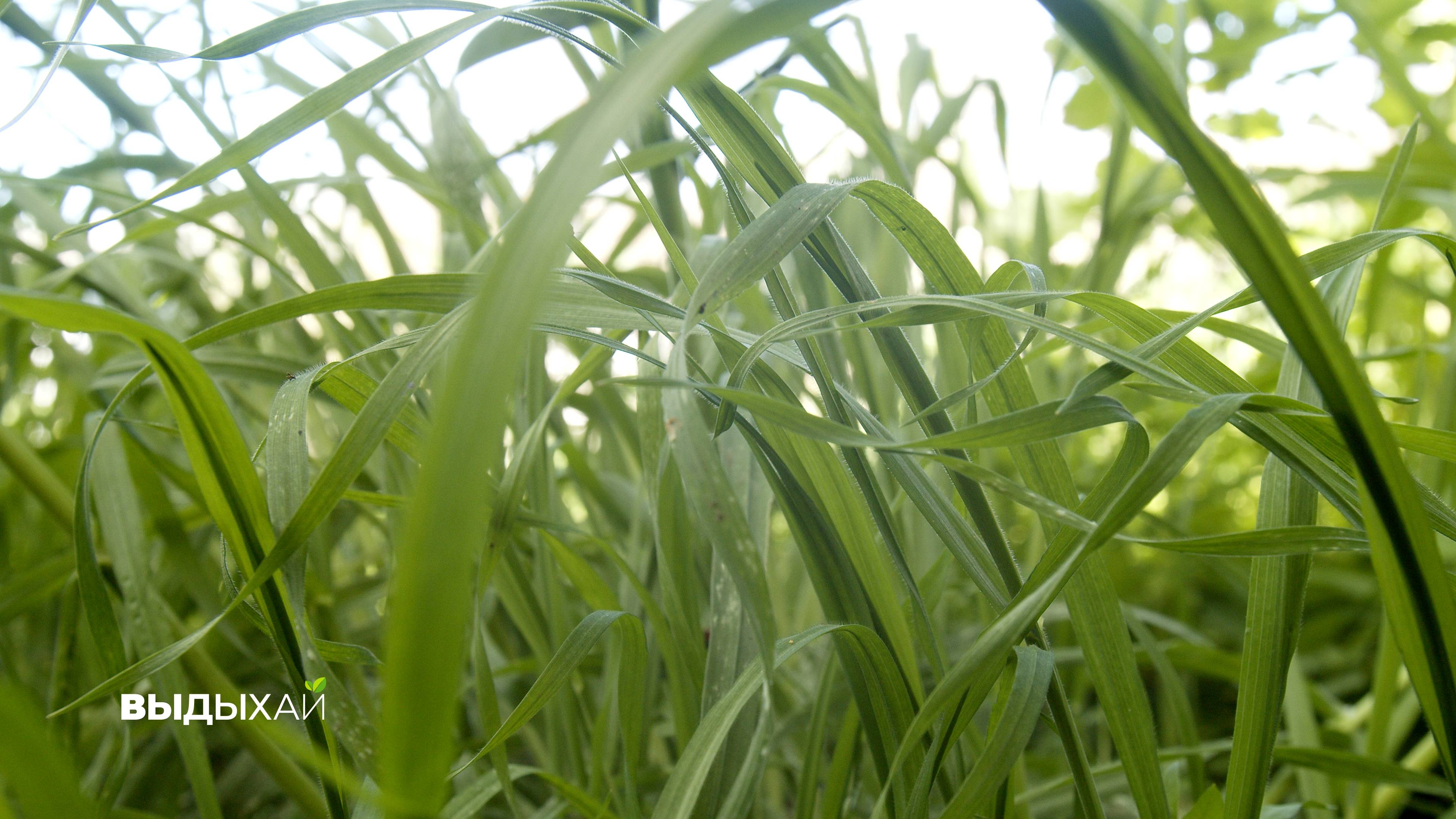 Походим по мягкой траве - Аффирмация на эмоциональную гармонию